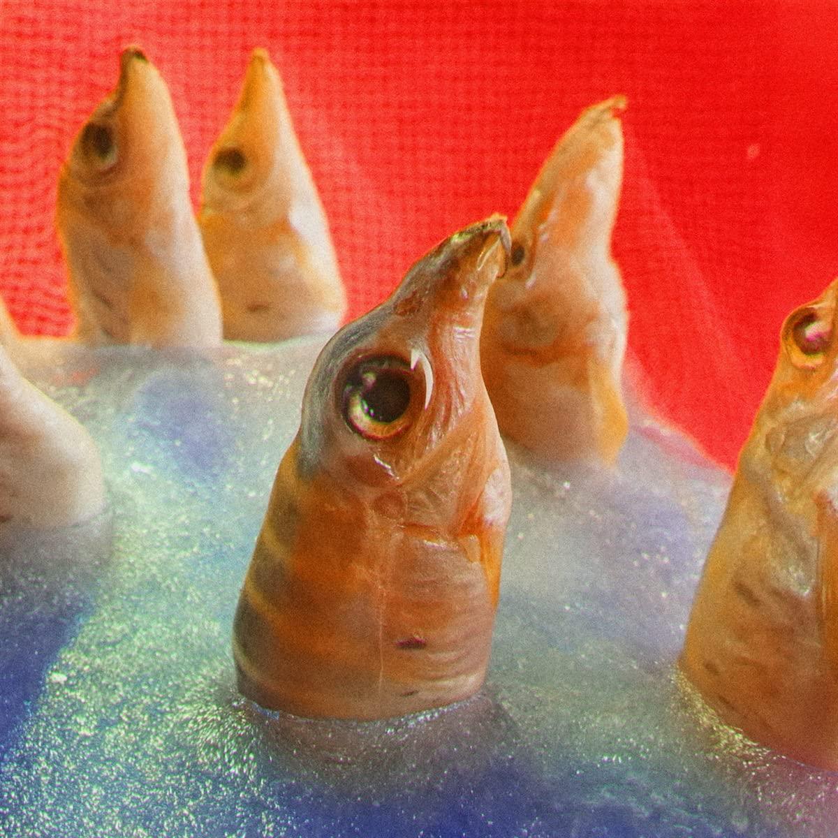 Harvey Rushmore and the Octopus - Freedomspacecake - Lp – Vinyl Tap