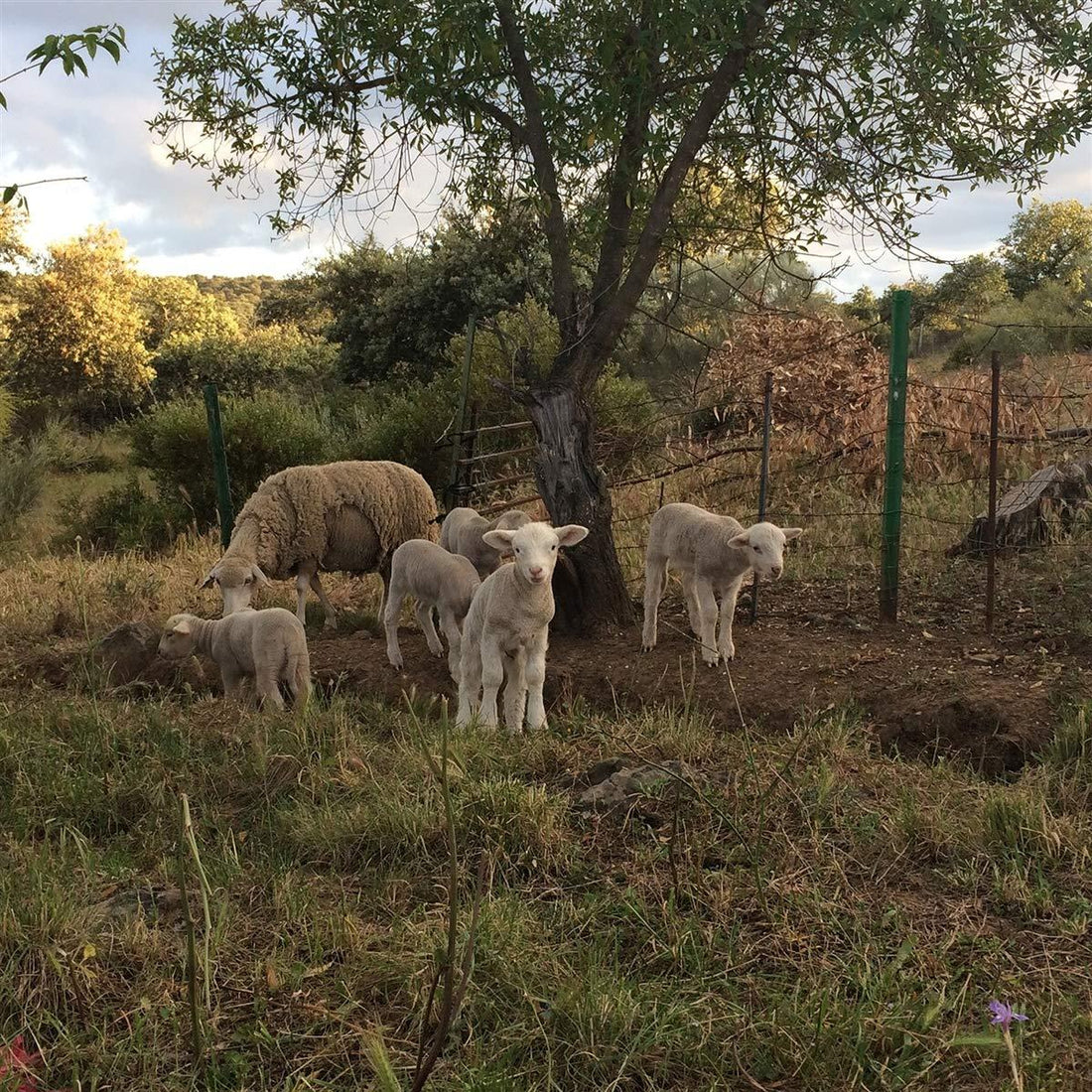 Josephine Foster - No Harm Done - Cd – Vinyl Tap