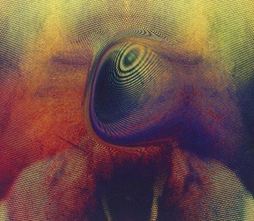 Young Magic - Melt - Cd – Vinyl Tap